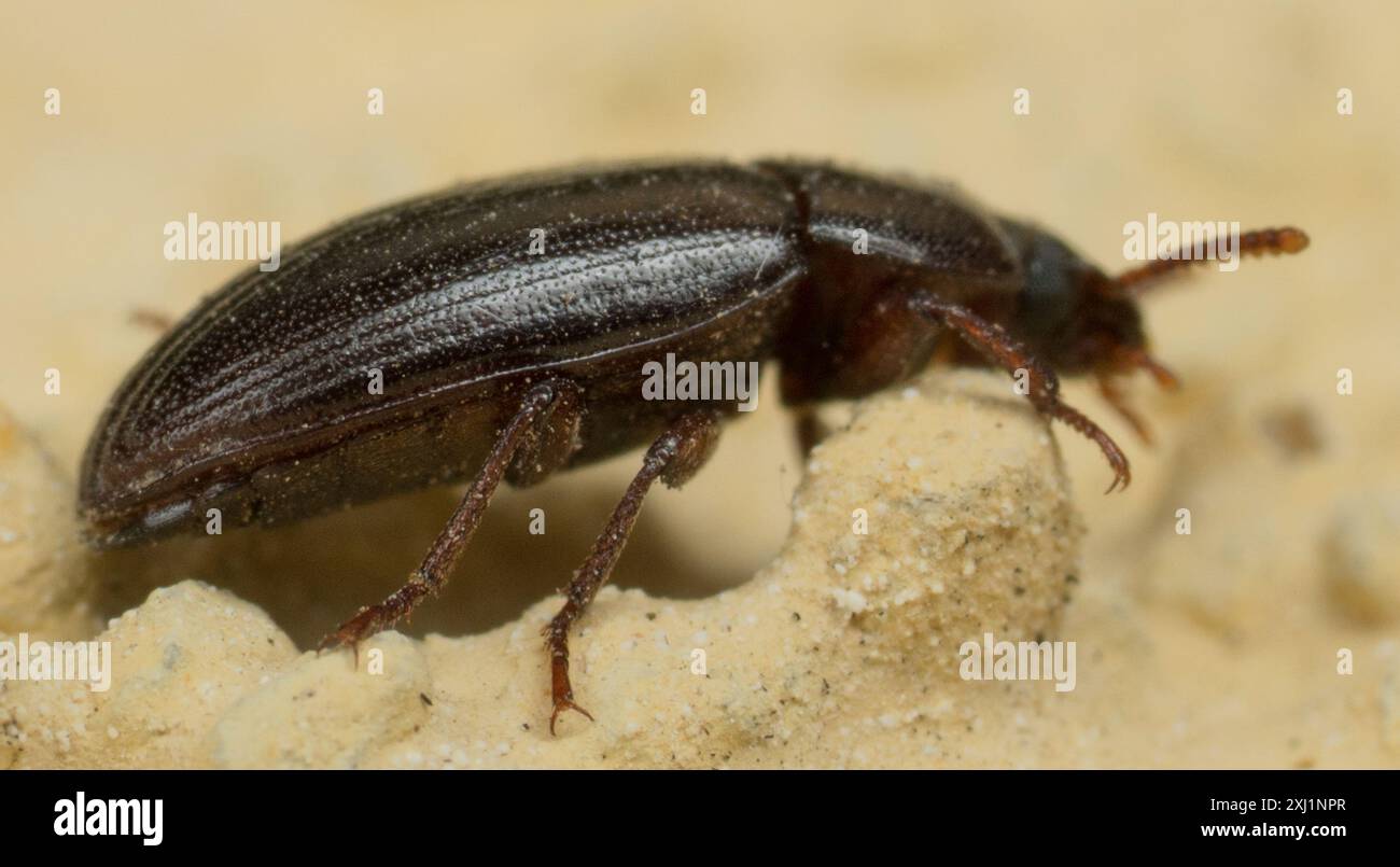 Lesser Mealworm (Alphitobius diaperinus) Insecta Stock Photo - Alamy