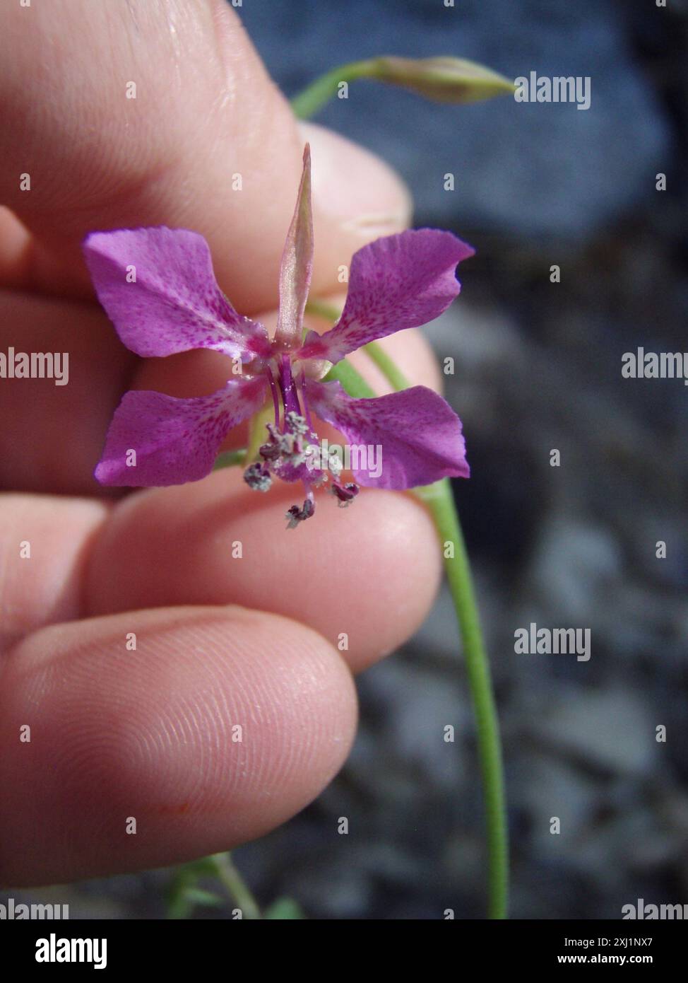diamond clarkia (Clarkia rhomboidea) Plantae Stock Photo - Alamy