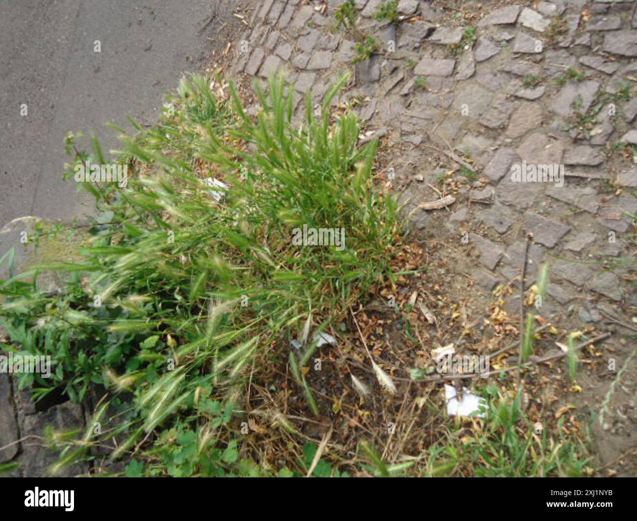 wall barley (Hordeum murinum) Plantae Stock Photo - Alamy