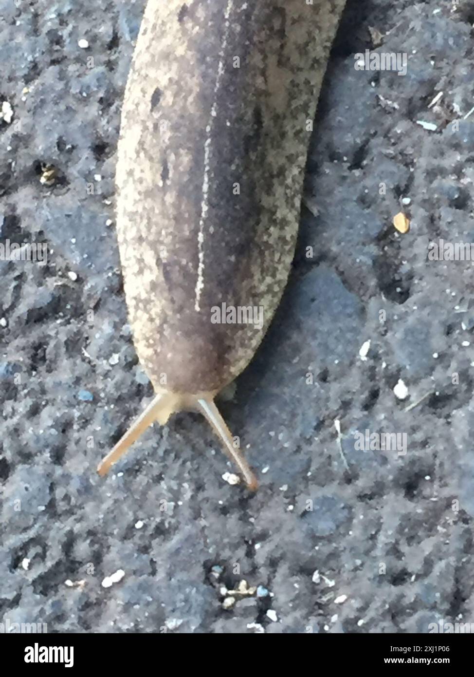 Cuban Leaf Slug (Veronicella cubensis) Mollusca Stock Photo - Alamy
