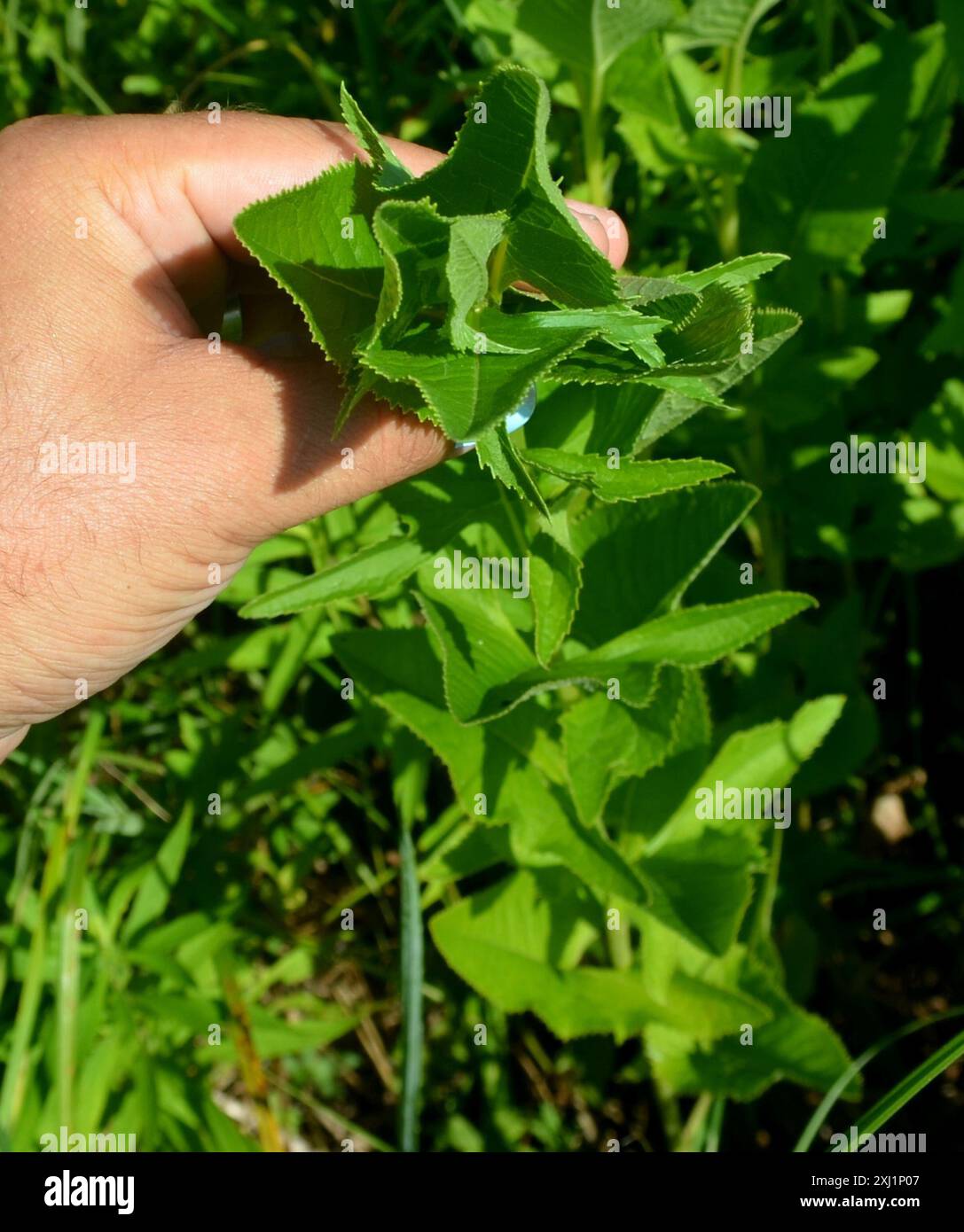 False Indian Plantain (Hasteola suaveolens) Plantae Stock Photo - Alamy
