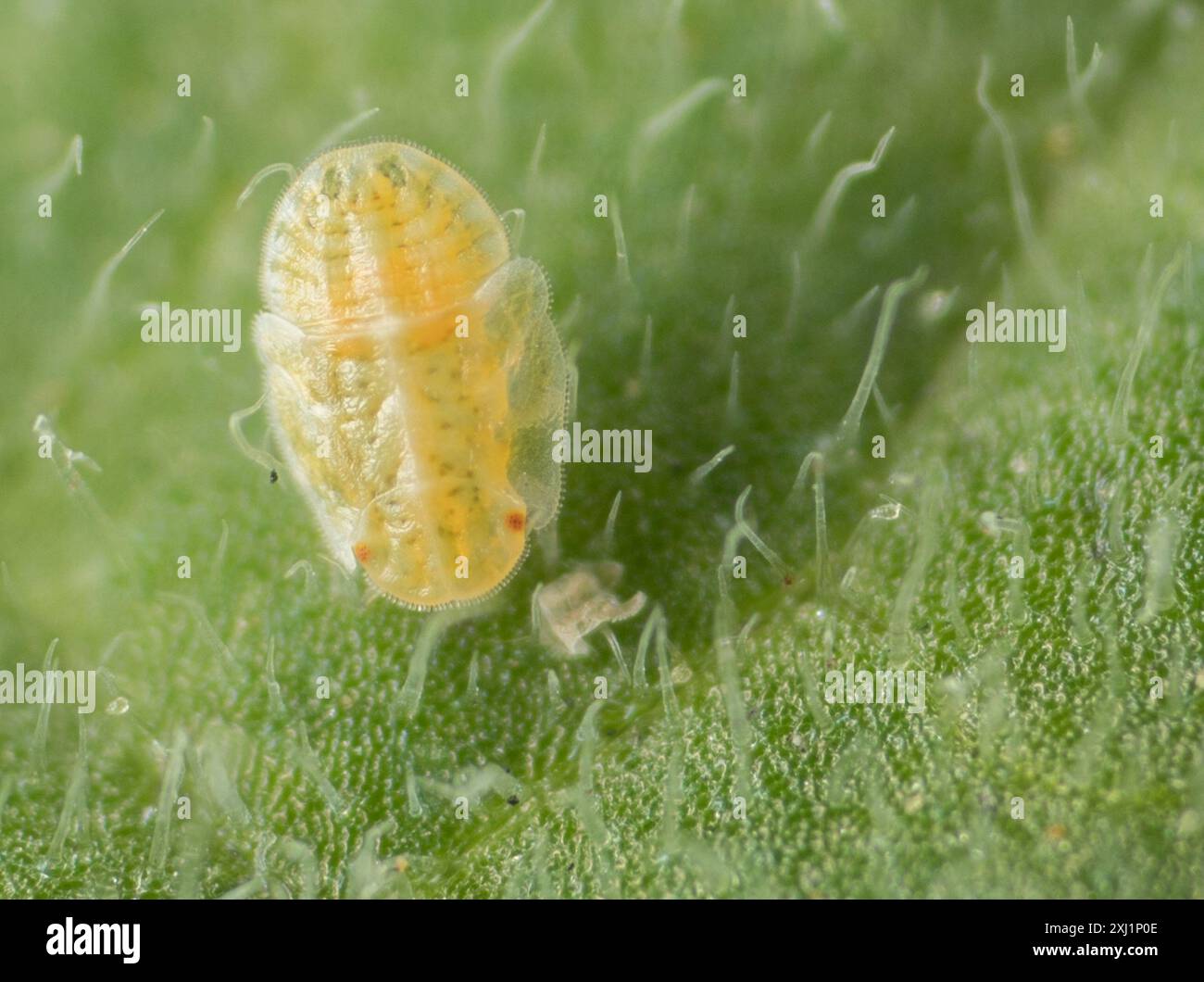Potato Psyllid (Bactericera cockerelli) Insecta Stock Photo - Alamy