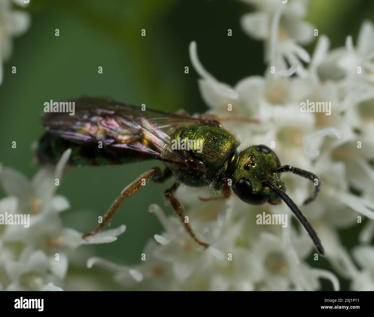 Pure Green Sweat bee (Augochlora pura) Insecta Stock Photo - Alamy