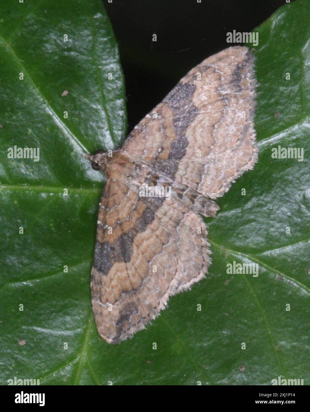 Gem Moth (Orthonama obstipata) Insecta Stock Photo - Alamy