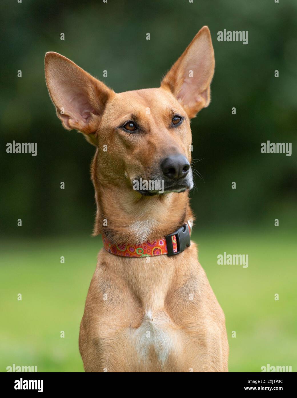 Spanish Podenco hunting dog Stock Photo - Alamy