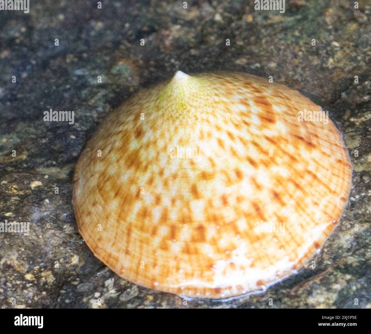 File Limpet (Lottia limatula) Mollusca Stock Photo - Alamy