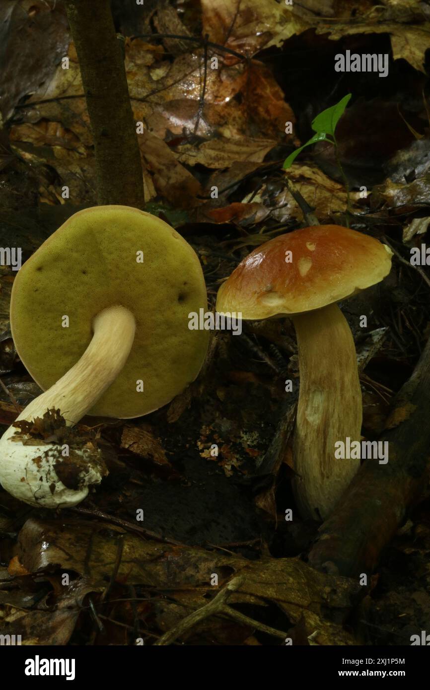 Bolete bluing hi-res stock photography and images - Alamy