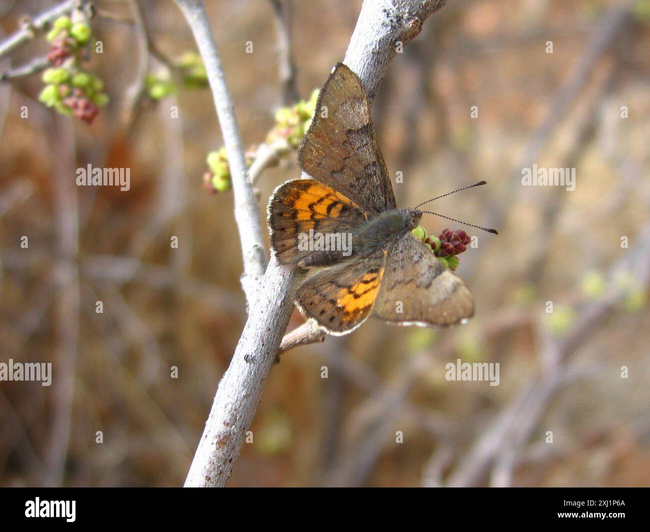 Zela hi-res stock photography and images - Alamy