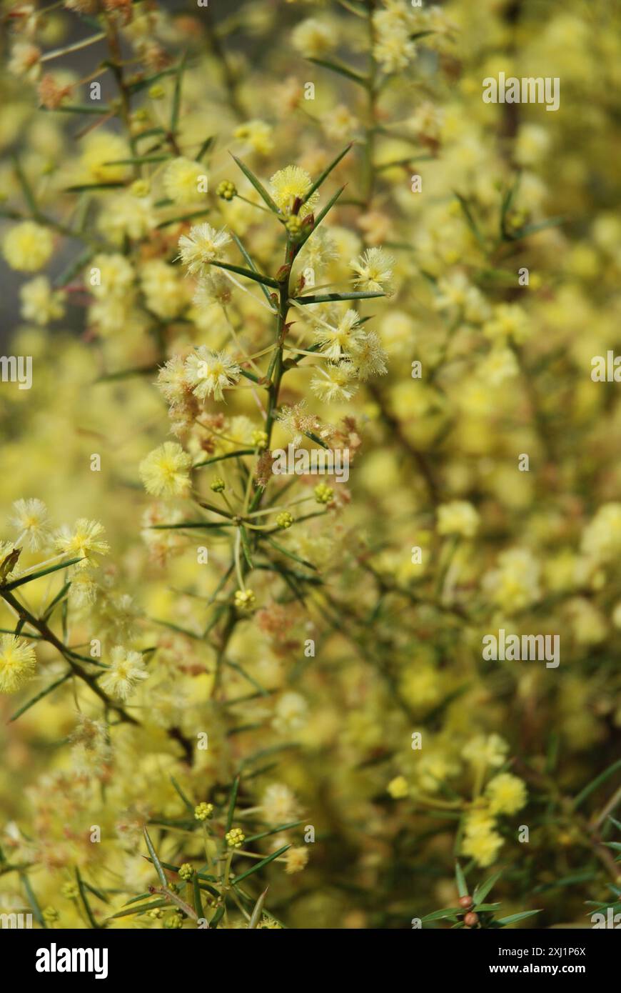 Spreading Wattle (Acacia genistifolia) Plantae Stock Photo - Alamy
