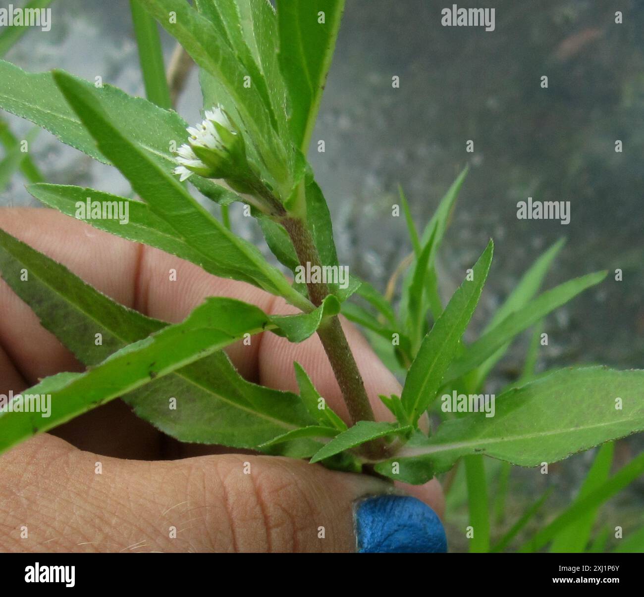 false daisy (Eclipta prostrata) Plantae Stock Photo - Alamy