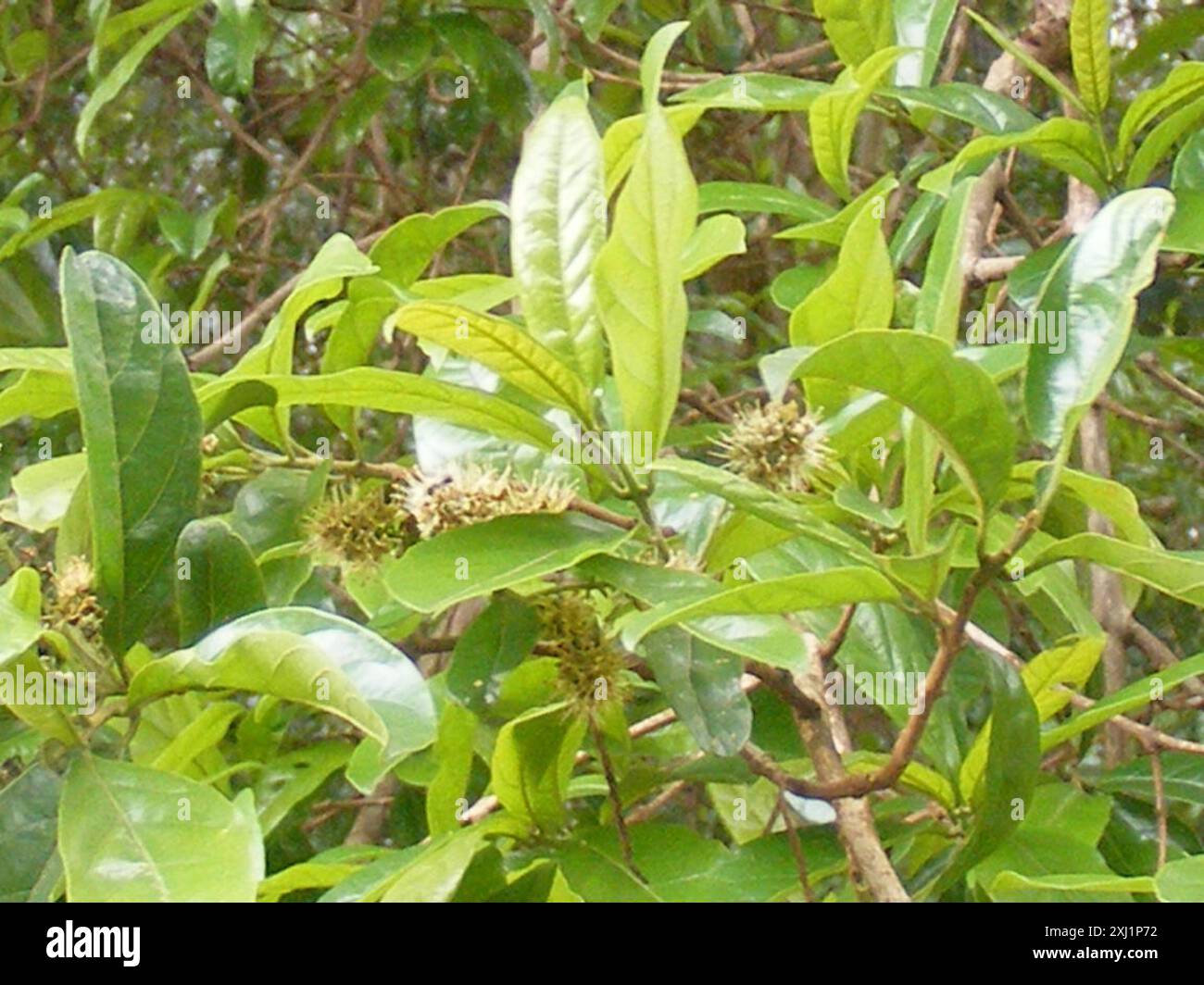 river bushwillow (Combretum erythrophyllum) Plantae Stock Photo - Alamy