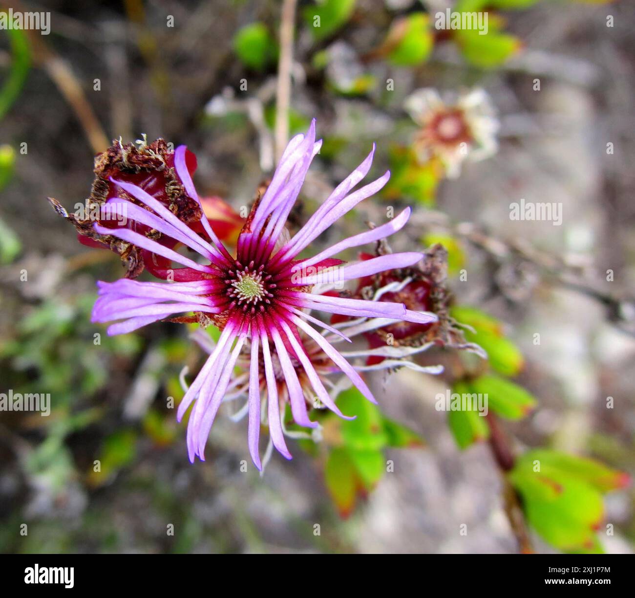 Pentagonal Spoonfig (Erepsia pentagona) Plantae Stock Photo - Alamy