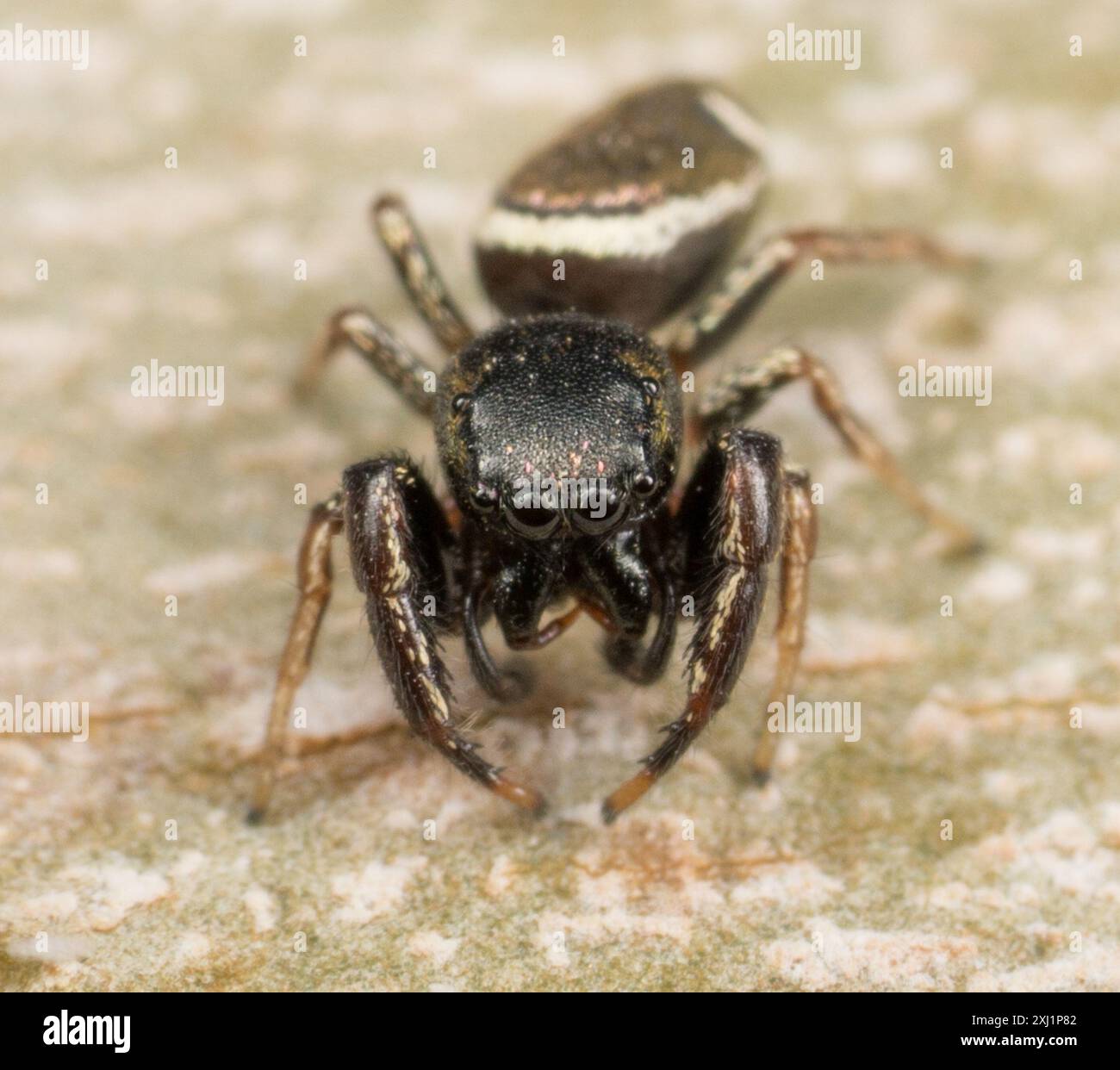 (Sassacus vitis) Arachnida Stock Photo - Alamy