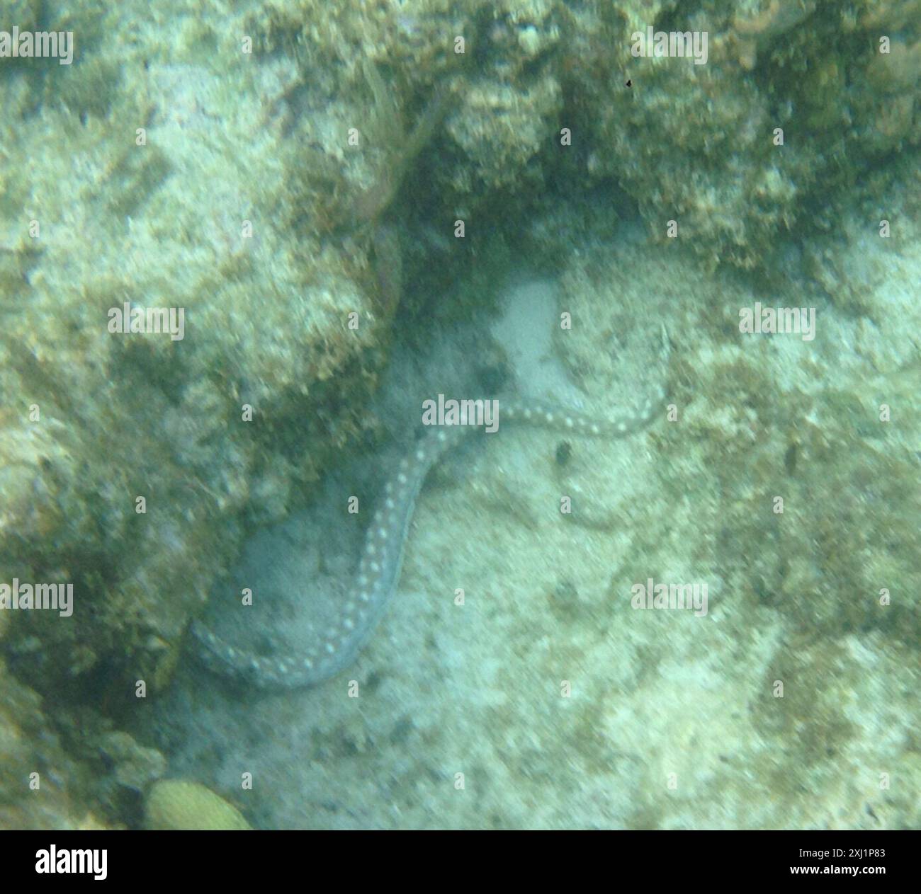 Sharptail Eel (Myrichthys breviceps) Actinopterygii Stock Photo - Alamy