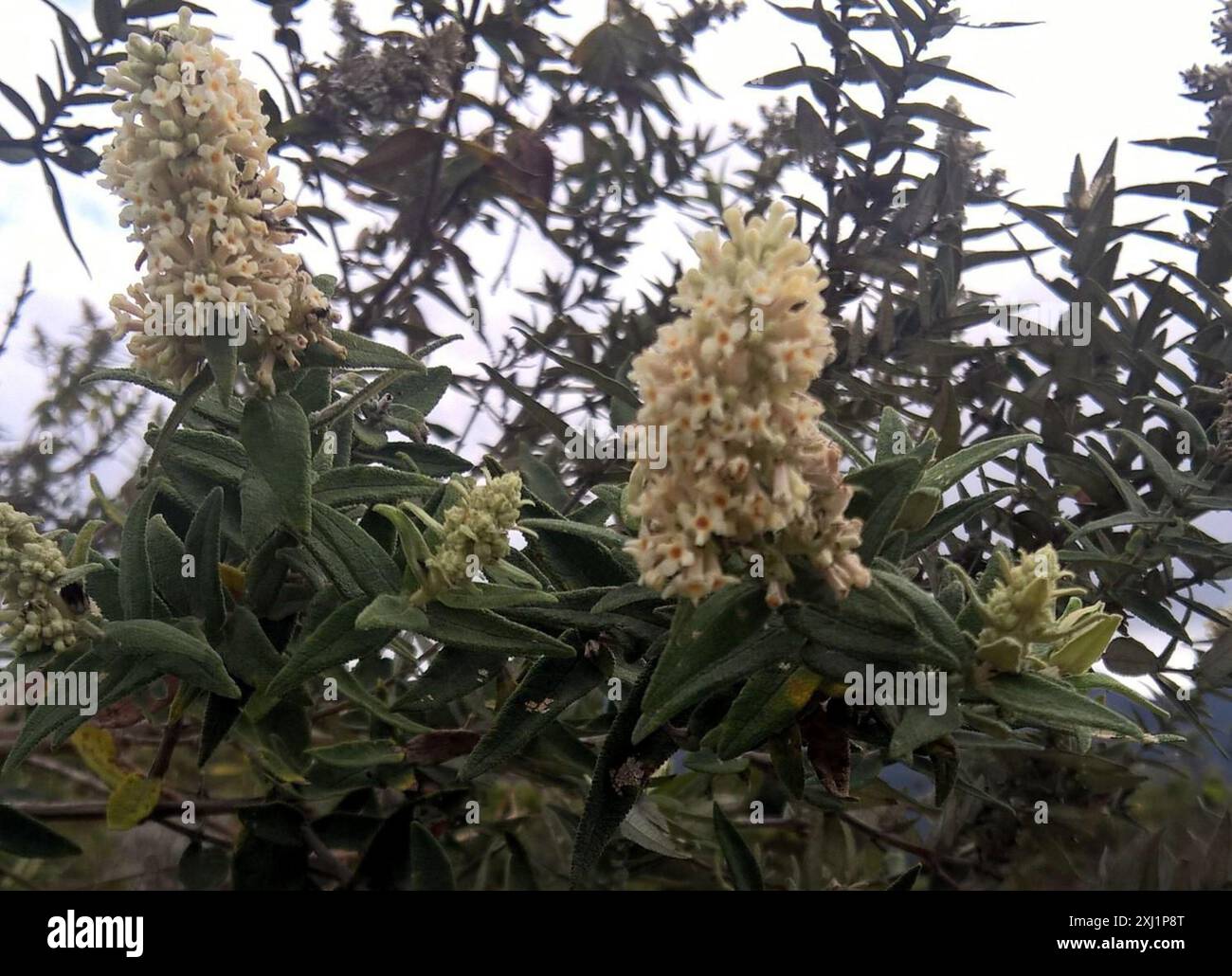 Sagewood (Buddleja salviifolia) Plantae Stock Photo - Alamy