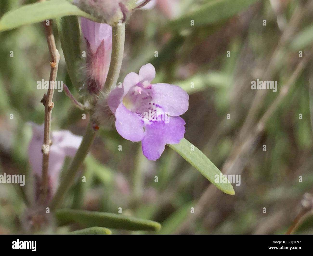 Frosted Mint (Poliomintha incana) Plantae Stock Photo - Alamy