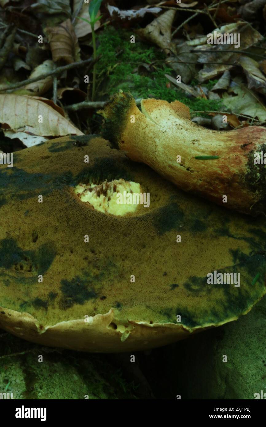 boletes (Boletaceae) Fungi Stock Photo - Alamy