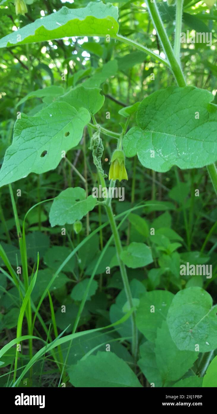 clammy groundcherry (Physalis heterophylla) Plantae Stock Photo - Alamy