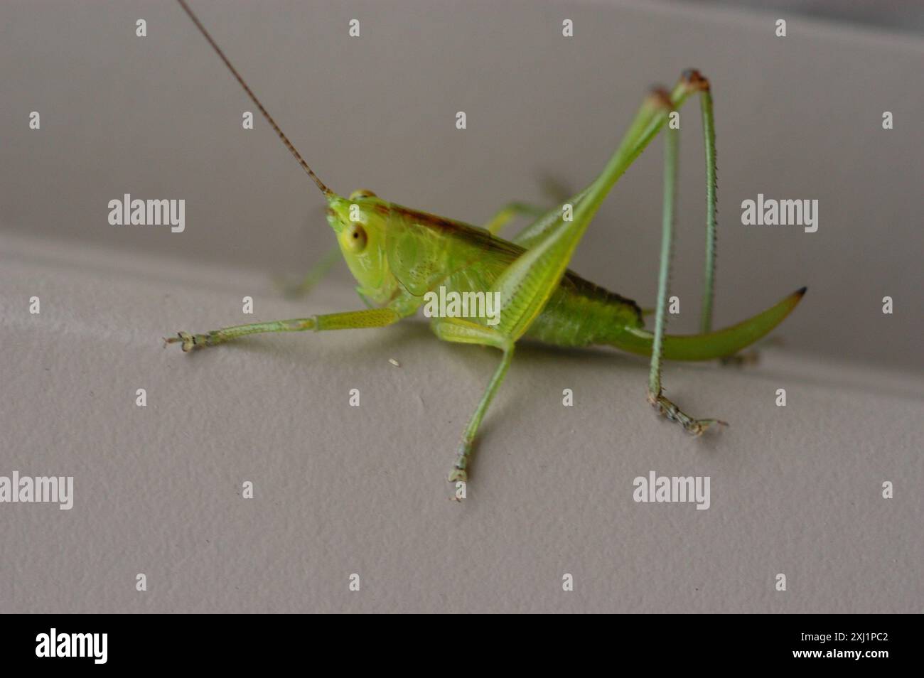 Common Meadow Katydids (Conocephalini) Insecta Stock Photo - Alamy
