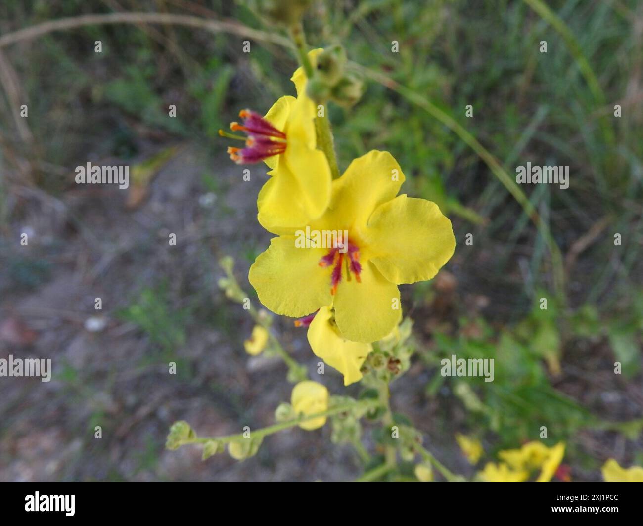 Wavyleaf mullein hi-res stock photography and images - Alamy