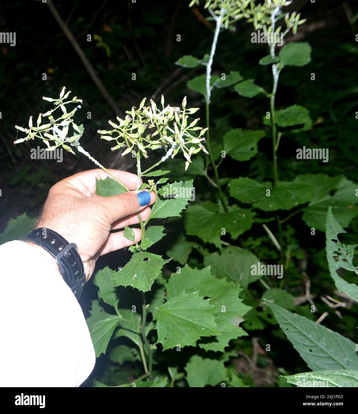 Great Indian Plantain (Arnoglossum reniforme) Plantae Stock Photo - Alamy