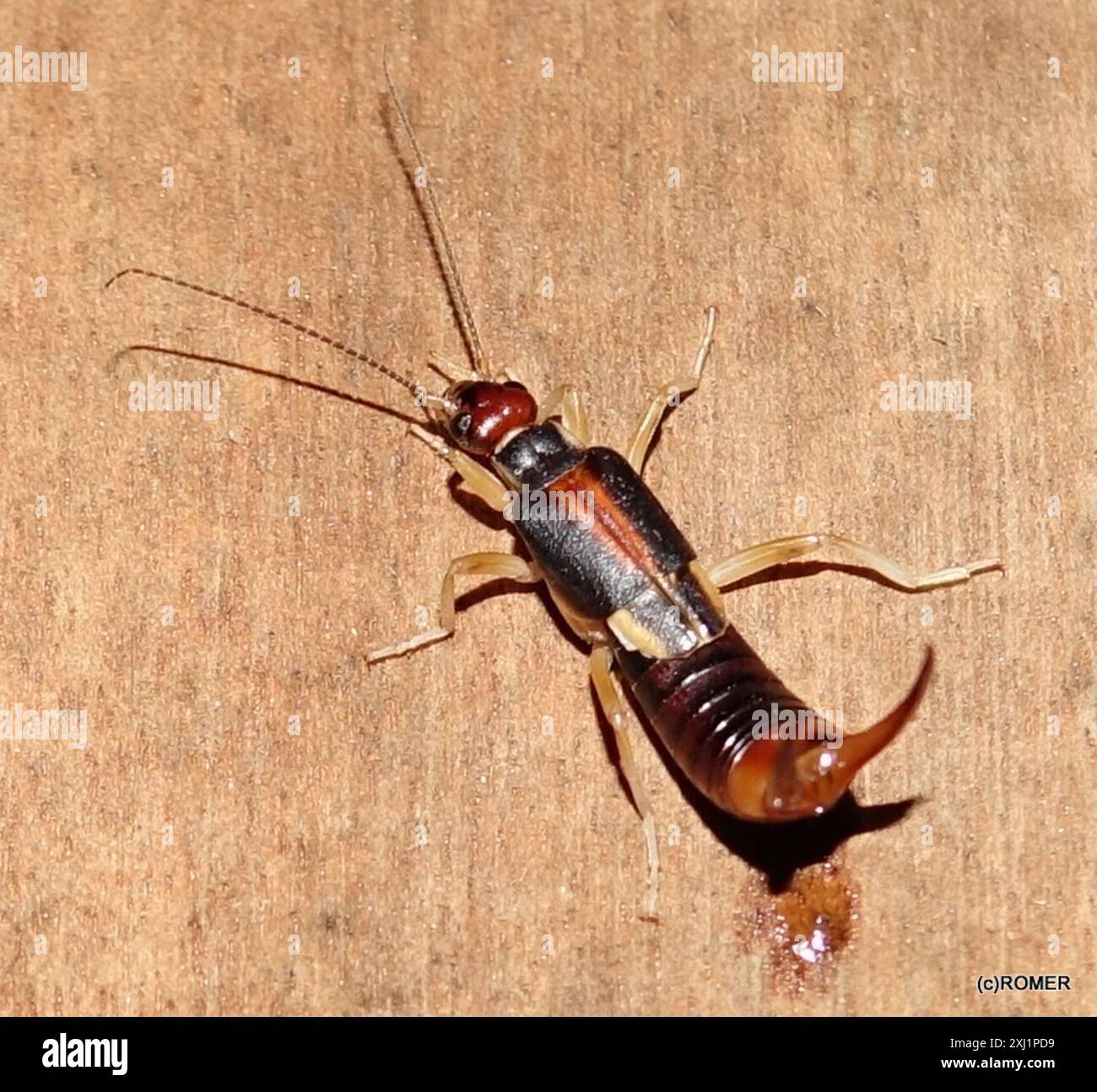 Labidura riparia hi-res stock photography and images - Alamy