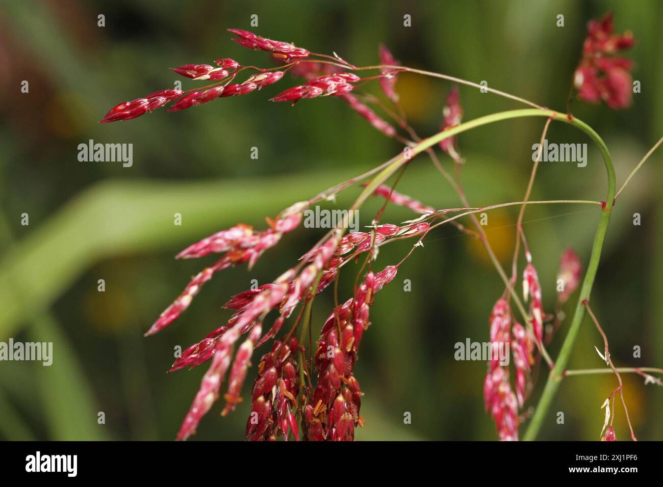 Johnson grass (Sorghum halepense) Plantae Stock Photo - Alamy