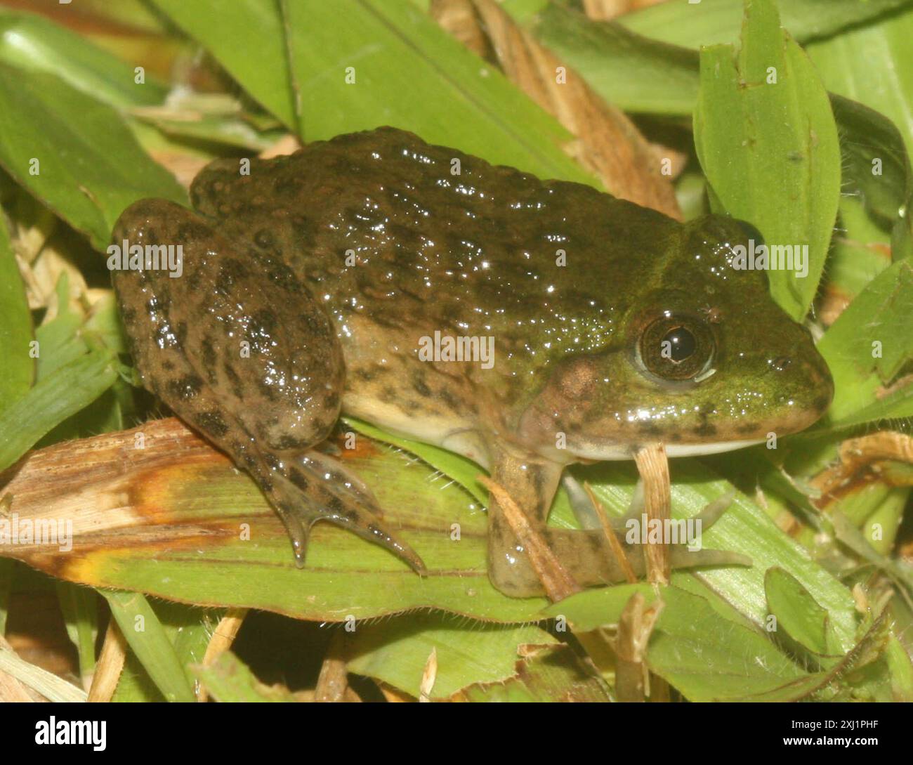 Hoplobatrachus chinensis hi-res stock photography and images - Alamy