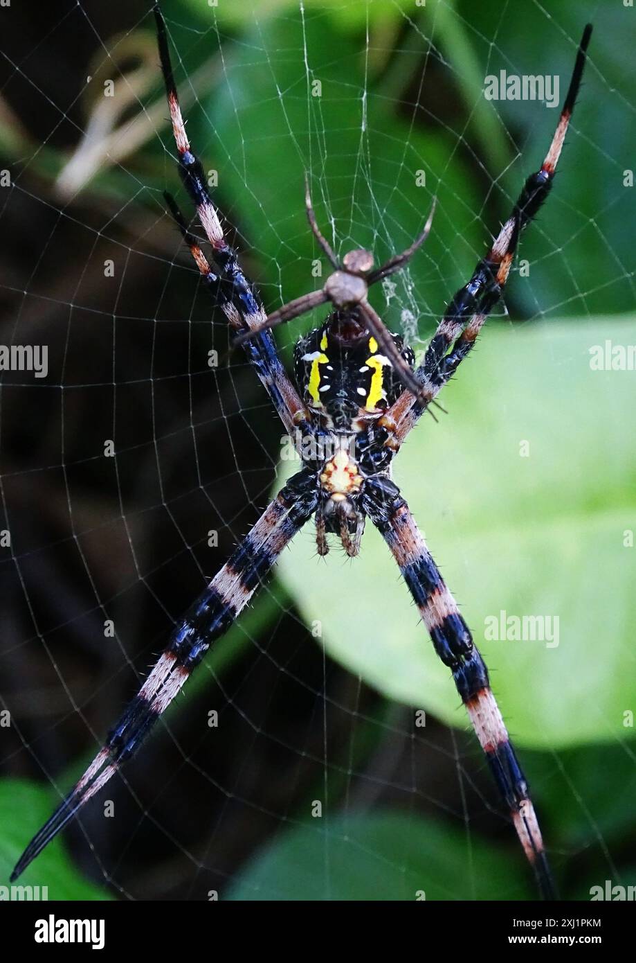 Hawaiian Garden Spider (Argiope appensa) Arachnida Stock Photo - Alamy