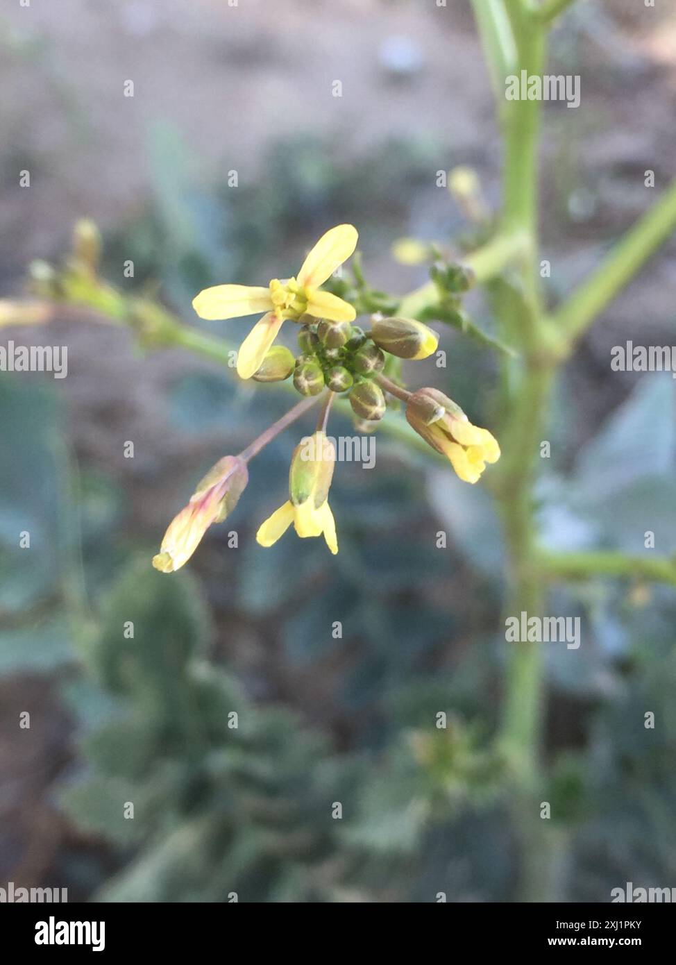Saharan Mustard (Brassica tournefortii) Plantae Stock Photo - Alamy