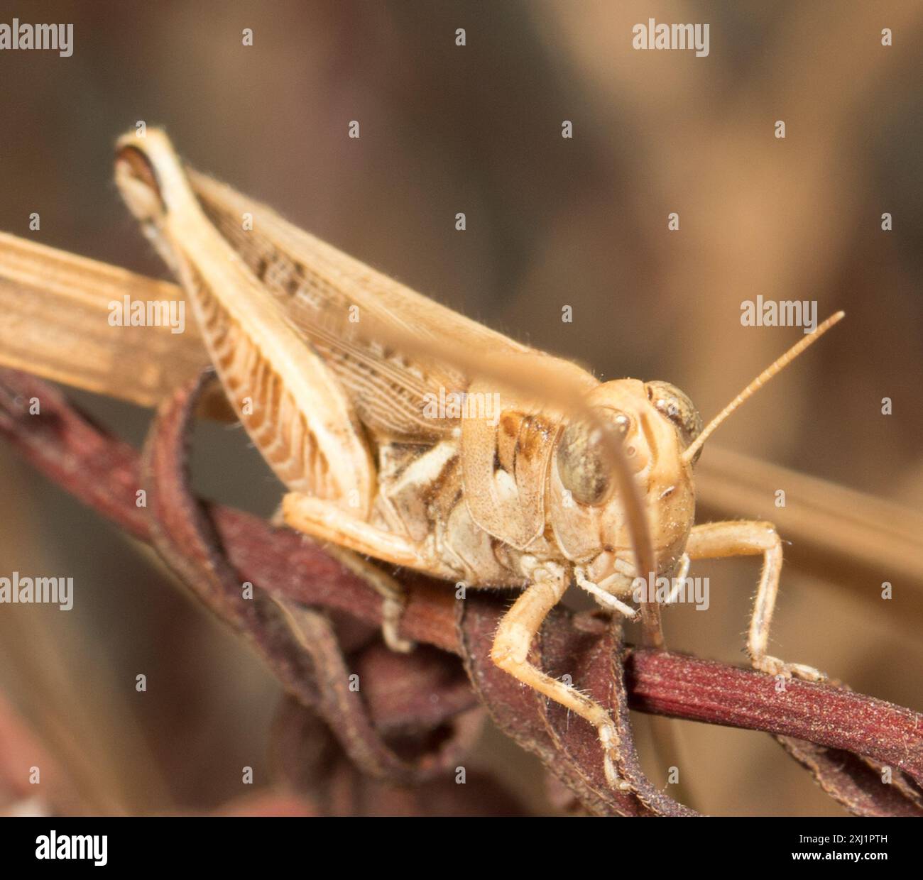 Devastating Grasshopper (Melanoplus devastator) Insecta Stock Photo - Alamy
