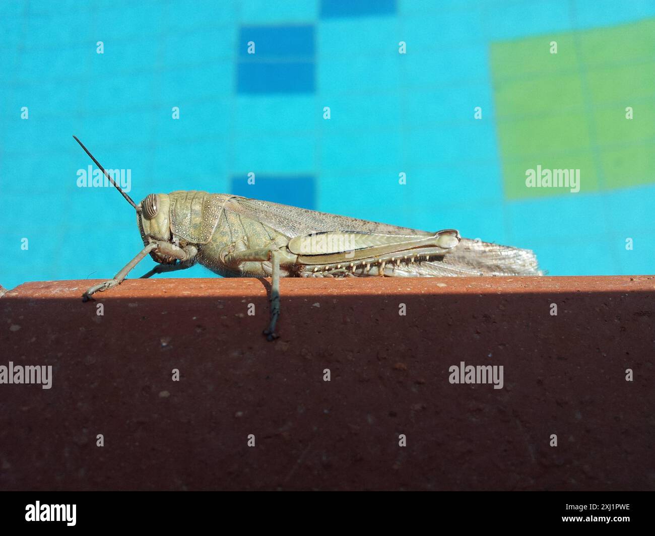 Egyptian Bird Grasshopper (Anacridium aegyptium) Insecta Stock Photo ...