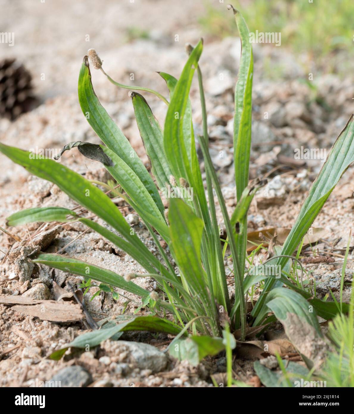 dwarf plantain (Plantago virginica) Plantae Stock Photo - Alamy