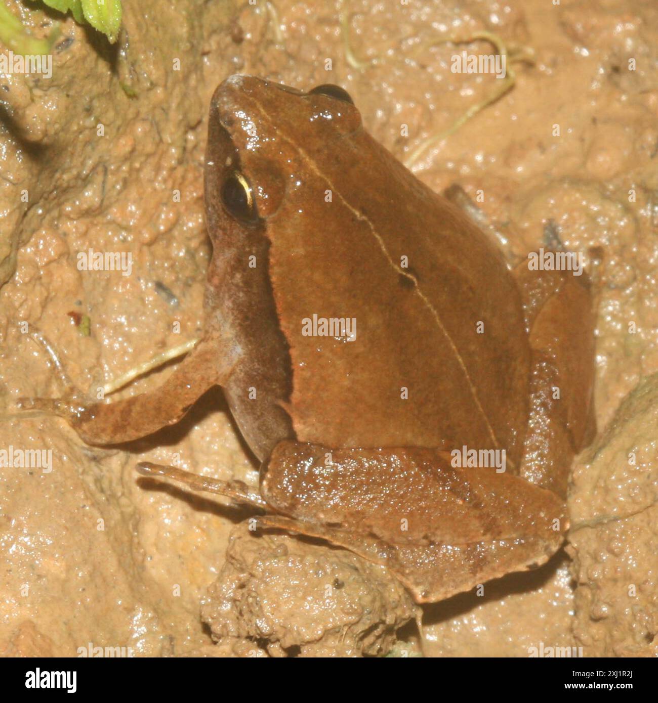 Rice Frogs (Microhyla) Amphibia Stock Photo - Alamy