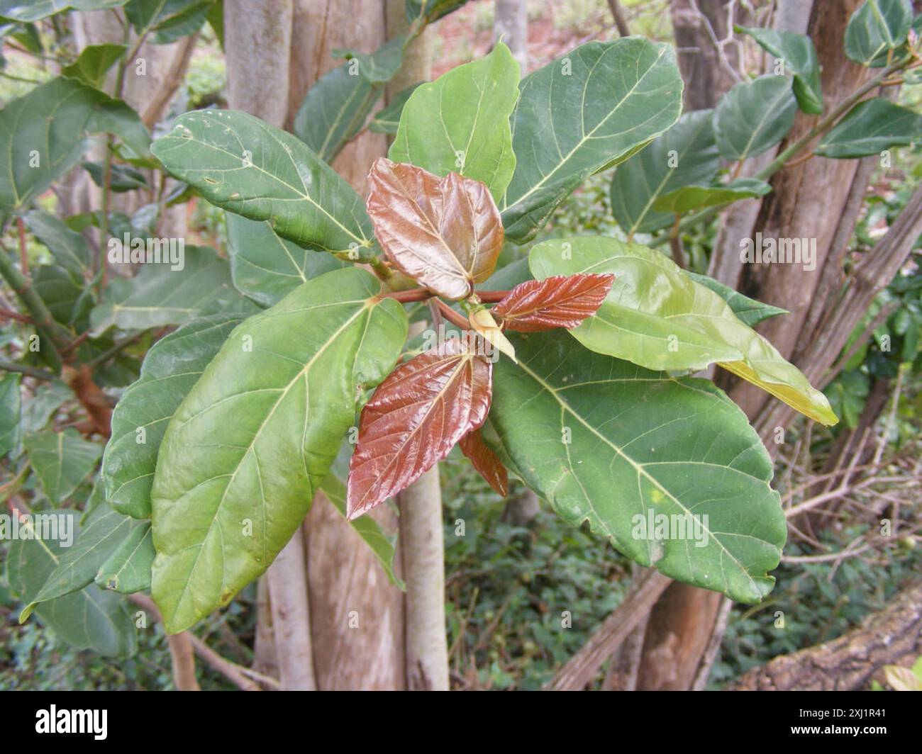 Cape Fig (Ficus sur) Plantae Stock Photo - Alamy