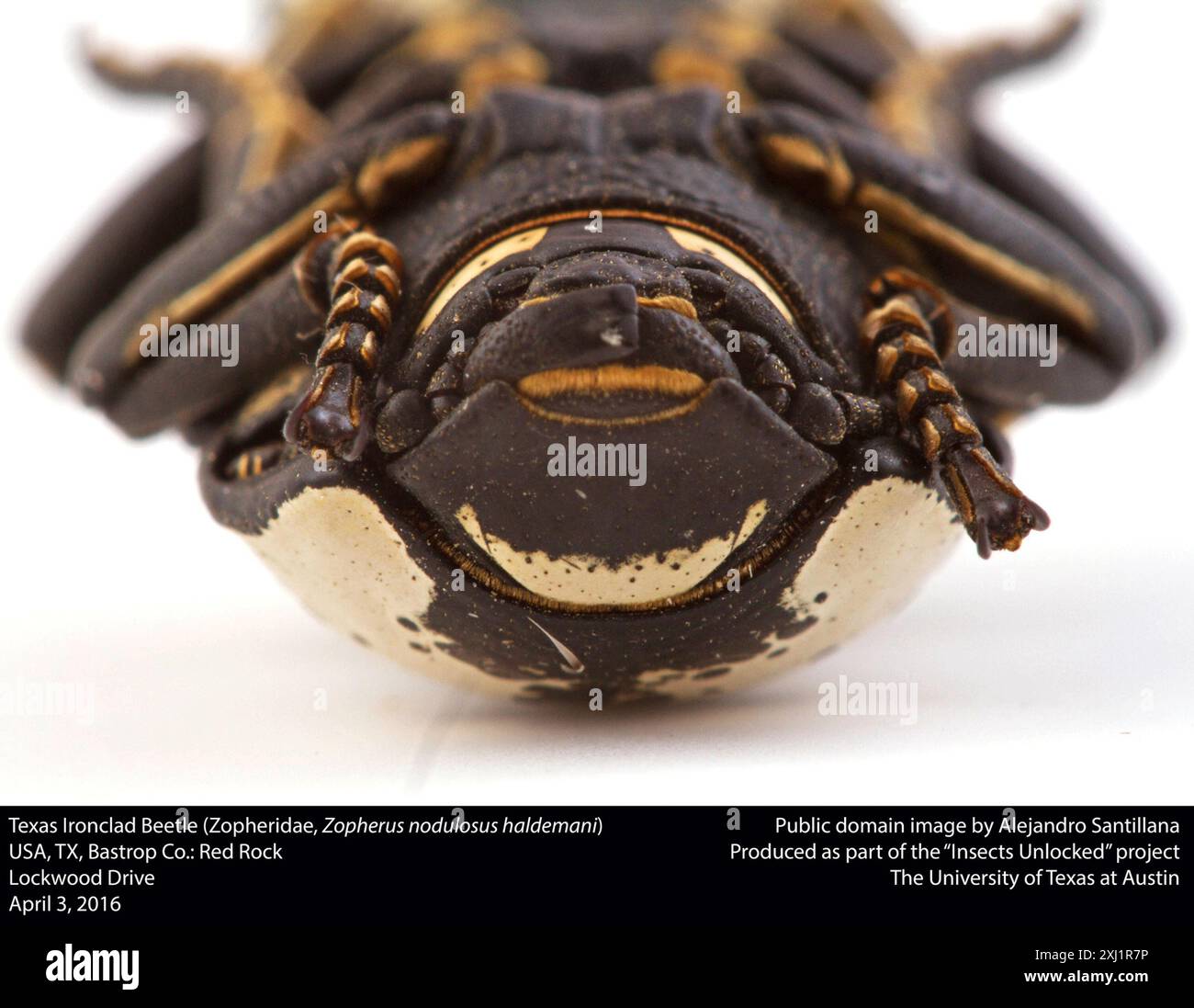 Texas Ironclad Beetle (Zopherus nodulosus haldemani) Insecta Stock ...