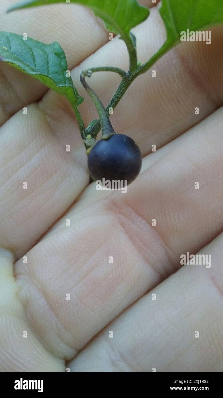 greenspot nightshade (Solanum douglasii) Plantae Stock Photo - Alamy