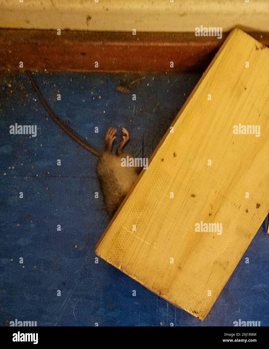 Old World Mice and Rats (Muridae) Mammalia Stock Photo - Alamy