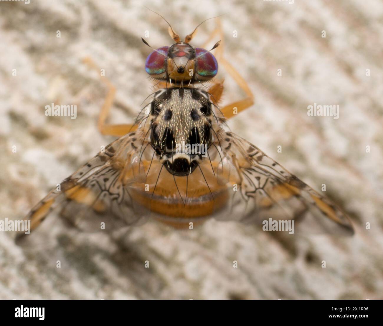 Mediterranean Fruit Fly (Ceratitis capitata) Insecta Stock Photo - Alamy