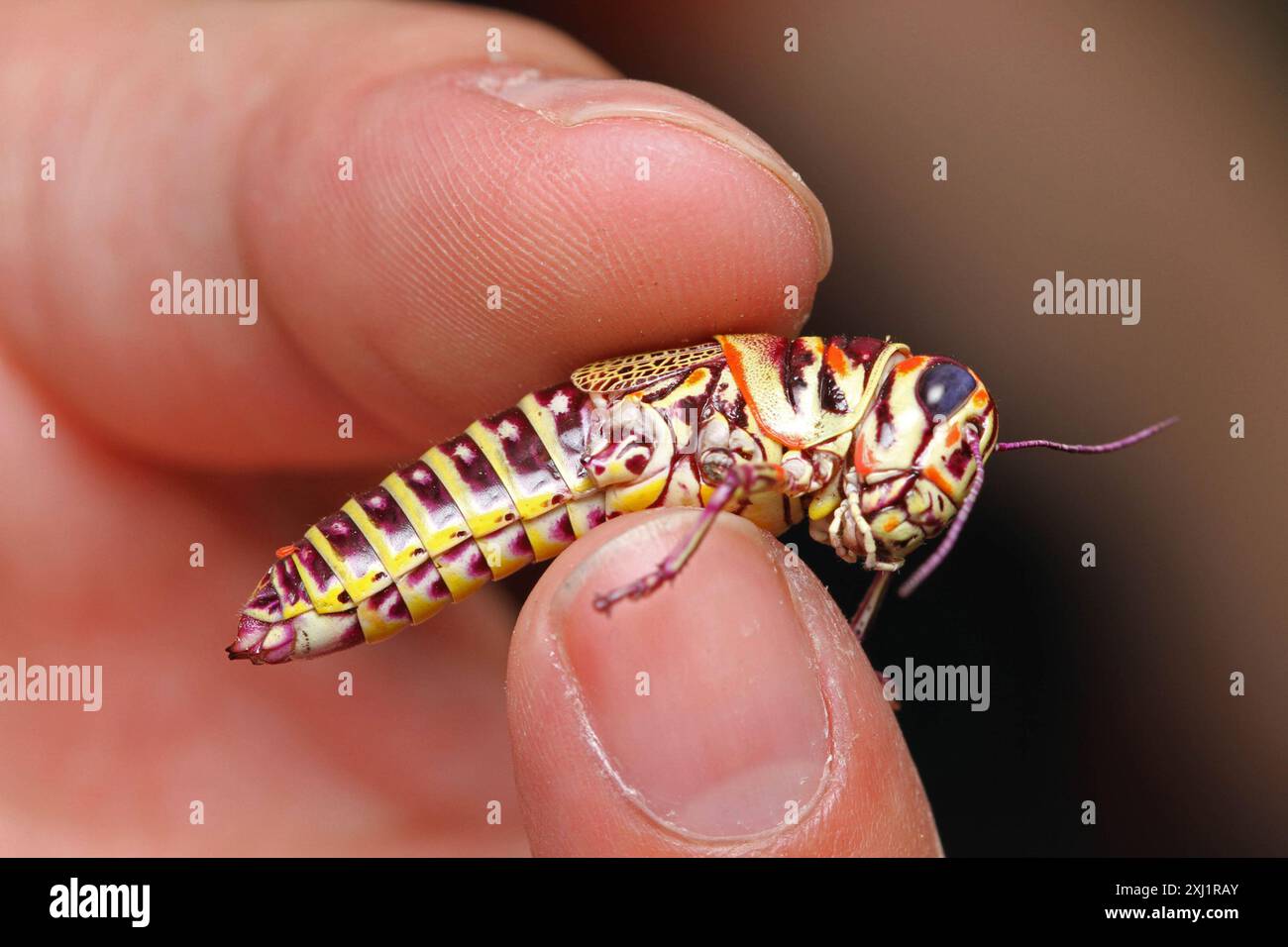 Rainbow Grasshopper (Dactylotum bicolor) Insecta Stock Photo - Alamy
