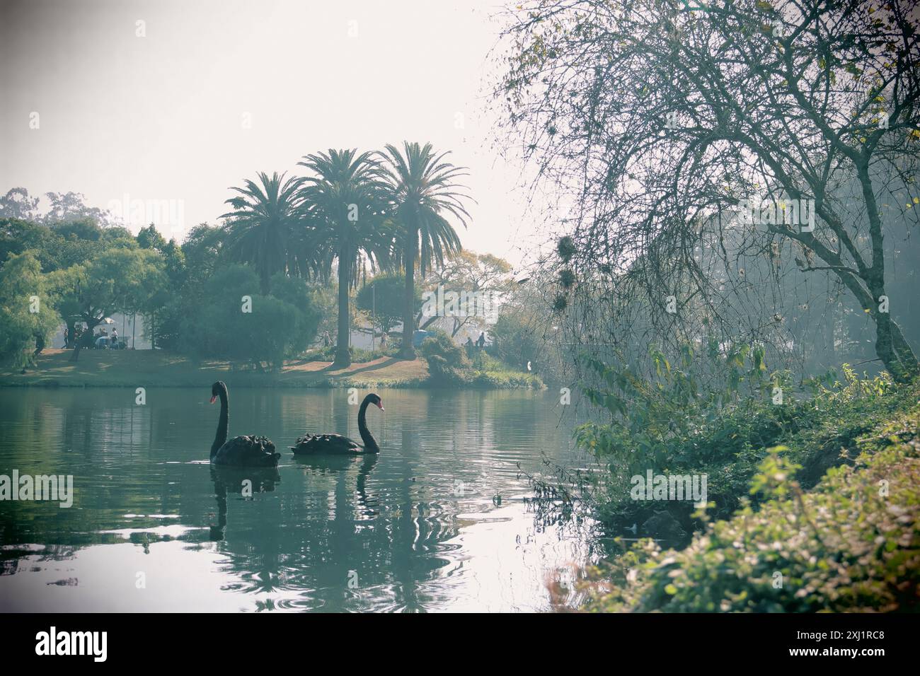 Parks with swans hi-res stock photography and images - Alamy