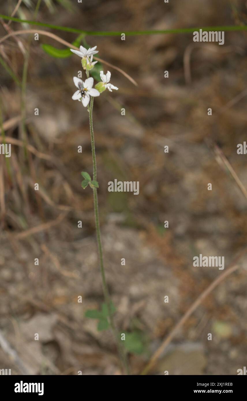 woodland stars (Lithophragma) Plantae Stock Photo - Alamy