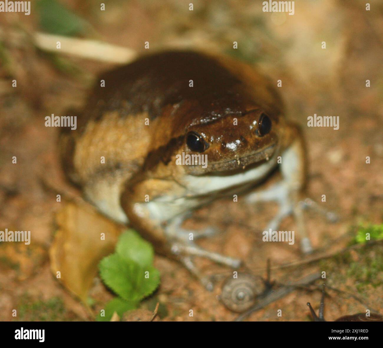 Asian Painted Frog (Kaloula pulchra) Amphibia Stock Photo - Alamy