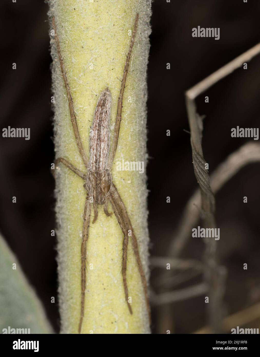 Slender crab spiders hi-res stock photography and images - Alamy