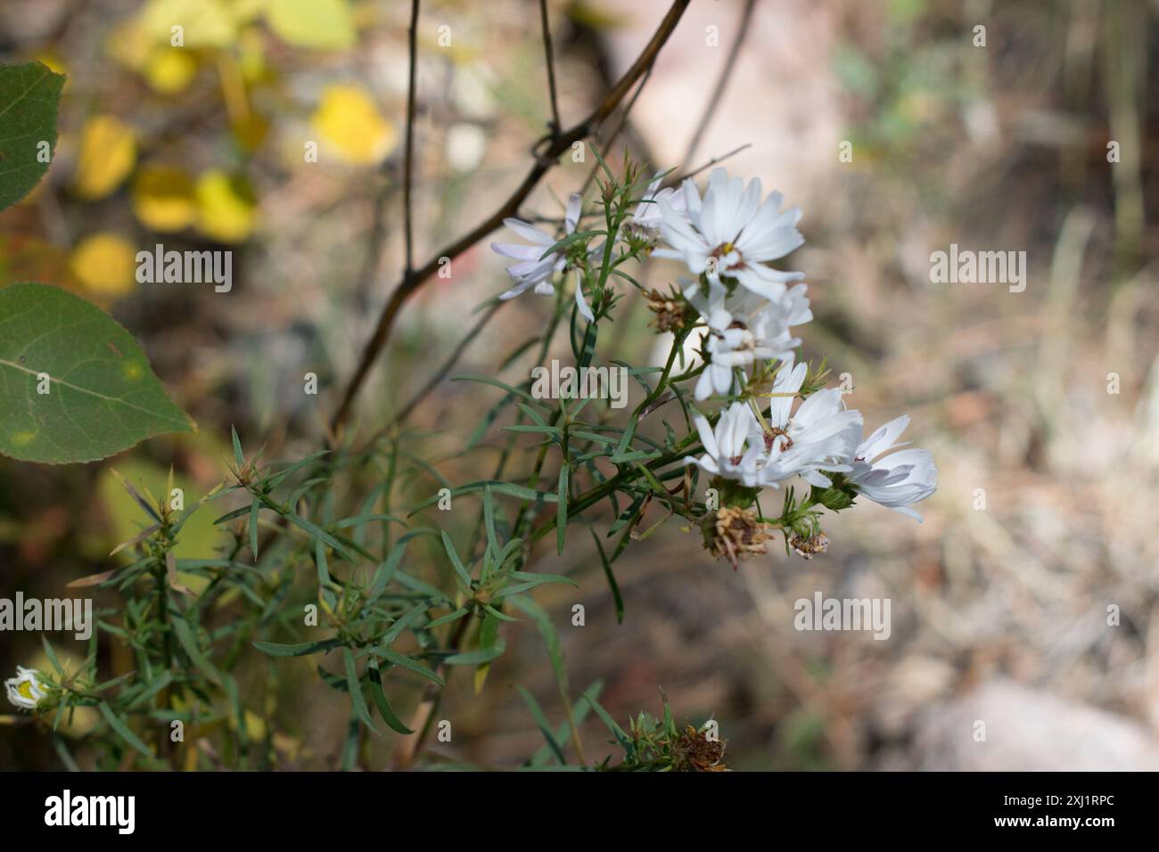 flowering plants (Angiospermae) Plantae Stock Photo - Alamy