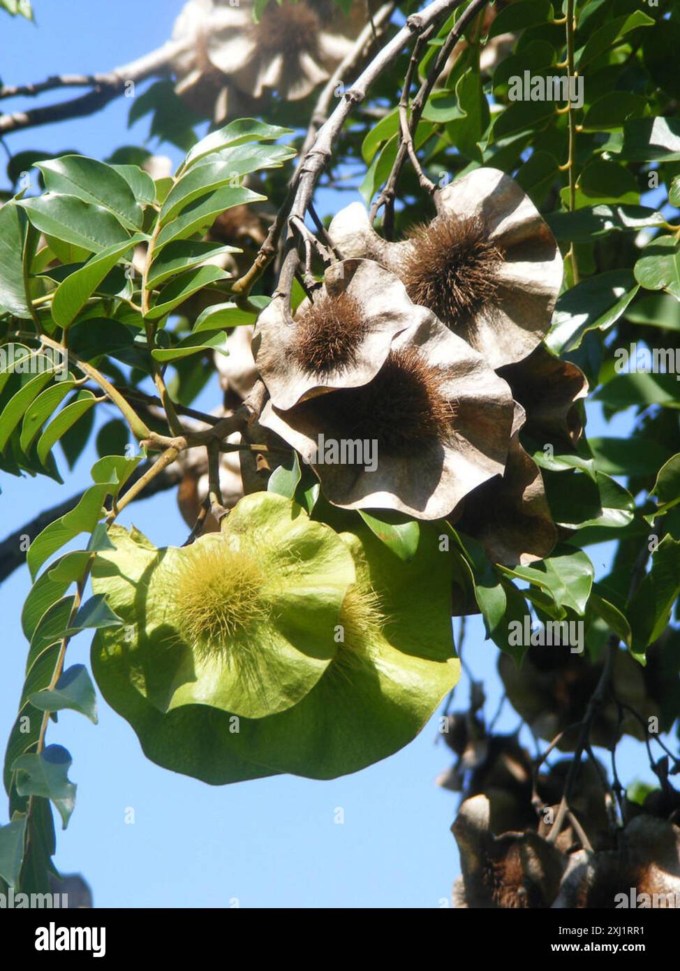 Pterocarpus angolensis hi-res stock photography and images - Alamy