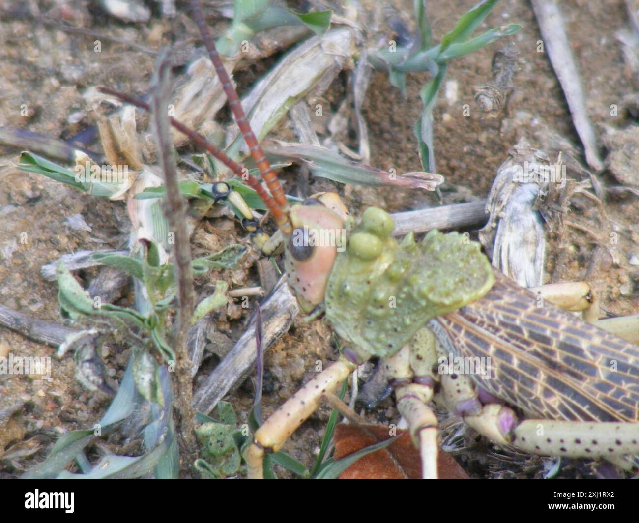 Common Leprous Milkweed Locust (Phymateus leprosus leprosus) Insecta ...