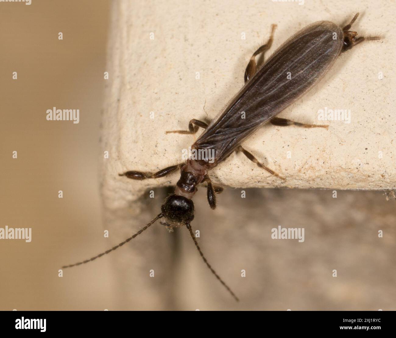 Webspinners (Embioptera) Insecta Stock Photo - Alamy