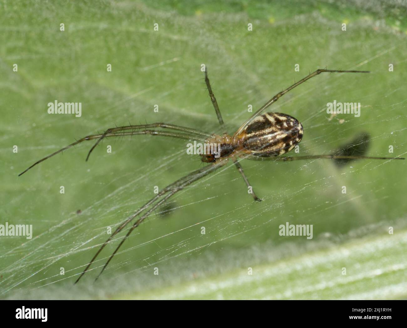 Linyphiidae sheetweb weavers hi-res stock photography and images - Alamy