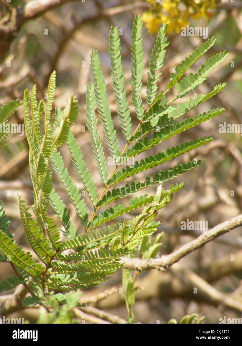 Weeping wattle (Peltophorum africanum) Plantae Stock Photo - Alamy